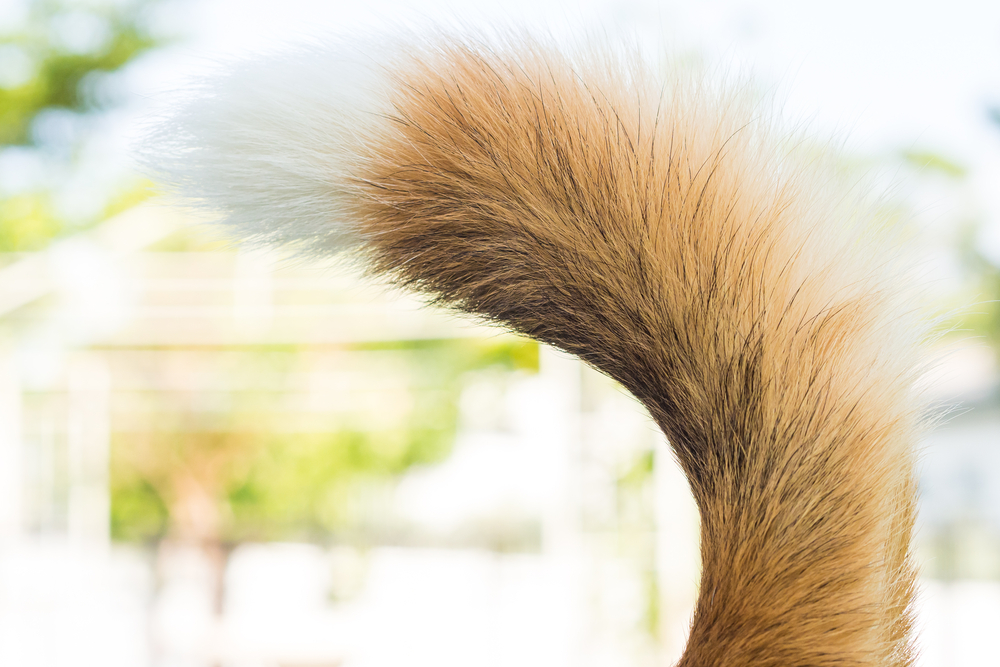 Si nous avions une queue - Santé Nature Innovation